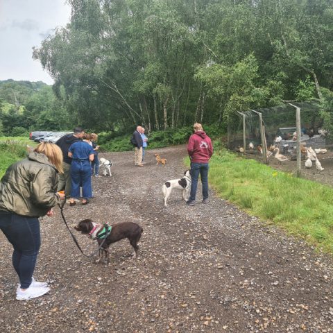 Adult Dog Training Dorking Brockham Leatherhead Bookham Ashtead Reigate ...