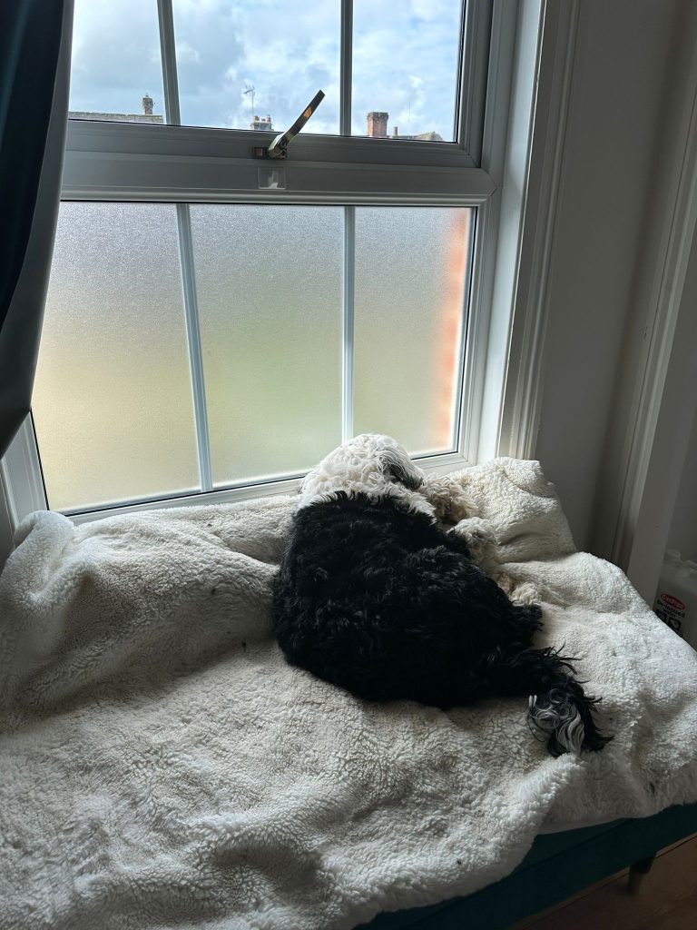 How window film can help you work on your dog's separation anxiety ...